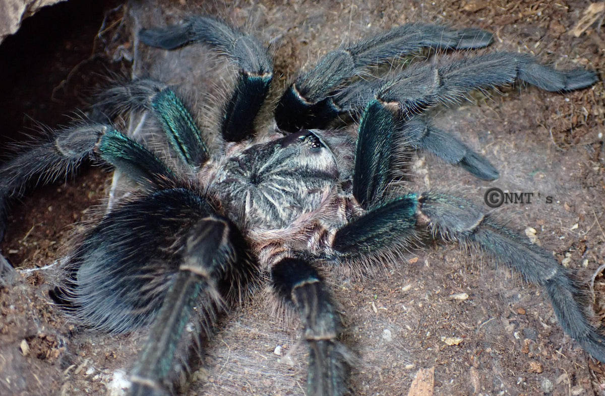 Phormictopus sp. Full Green - Full Green Tarantula| Urban Tarantulas