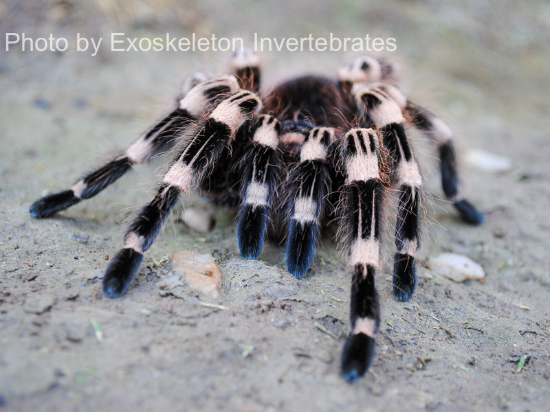 Acanthoscurria geniculata - Brazilian Whiteknee| Urban Tarantulas