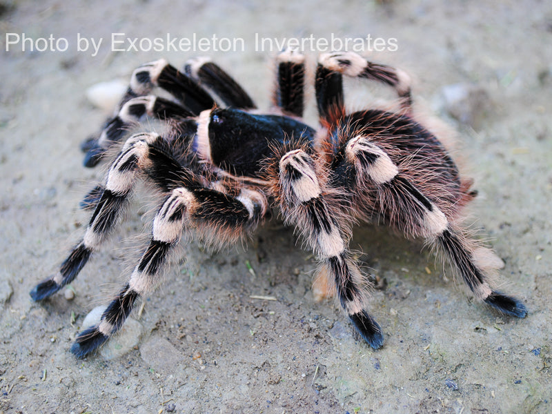 Acanthoscurria geniculata - Brazilian Whiteknee| Urban Tarantulas