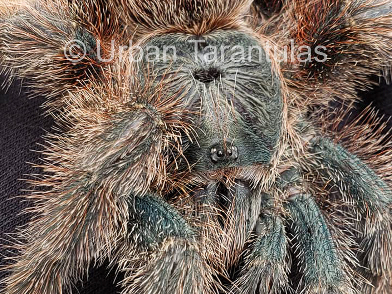 Avicularia Braunshauseni - Giant Pink toe tarantula| Urban Tarantulas