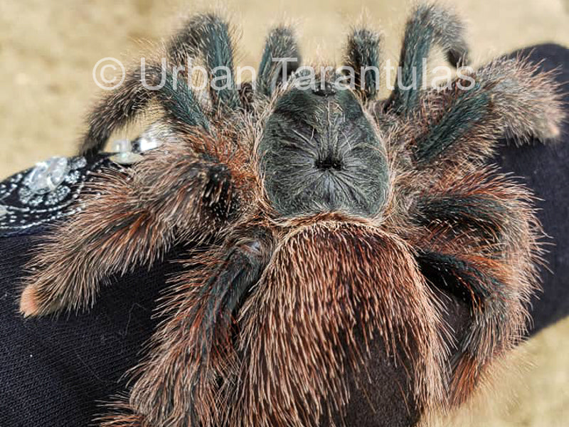 Avicularia Braunshauseni - Giant Pink toe tarantula| Urban Tarantulas