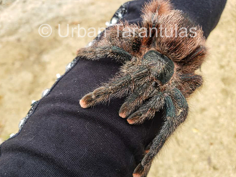 Avicularia Braunshauseni - Giant Pink toe tarantula| Urban Tarantulas