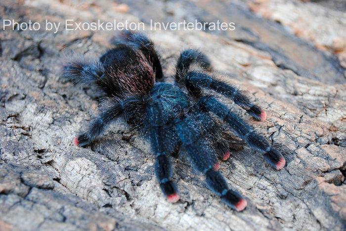 Avicularia avicularia - Pinktoe Tarantula| Urban Tarantulas