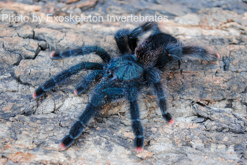 Avicularia avicularia - Pinktoe Tarantula| Urban Tarantulas