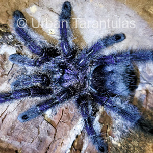 Avicularia purpurea – Purple Pinktoe Tarantula for Sale| Urban Tarantulas