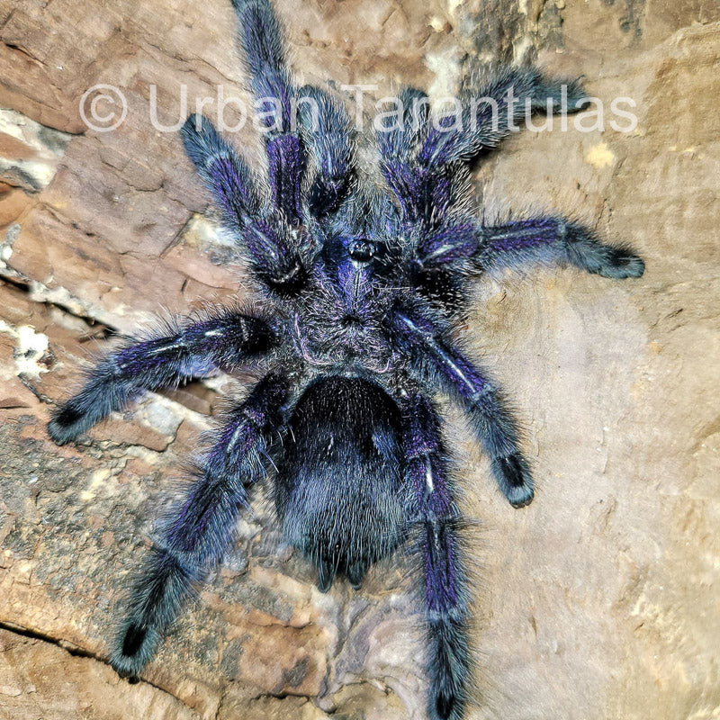 Peruvian Purple Tarantula