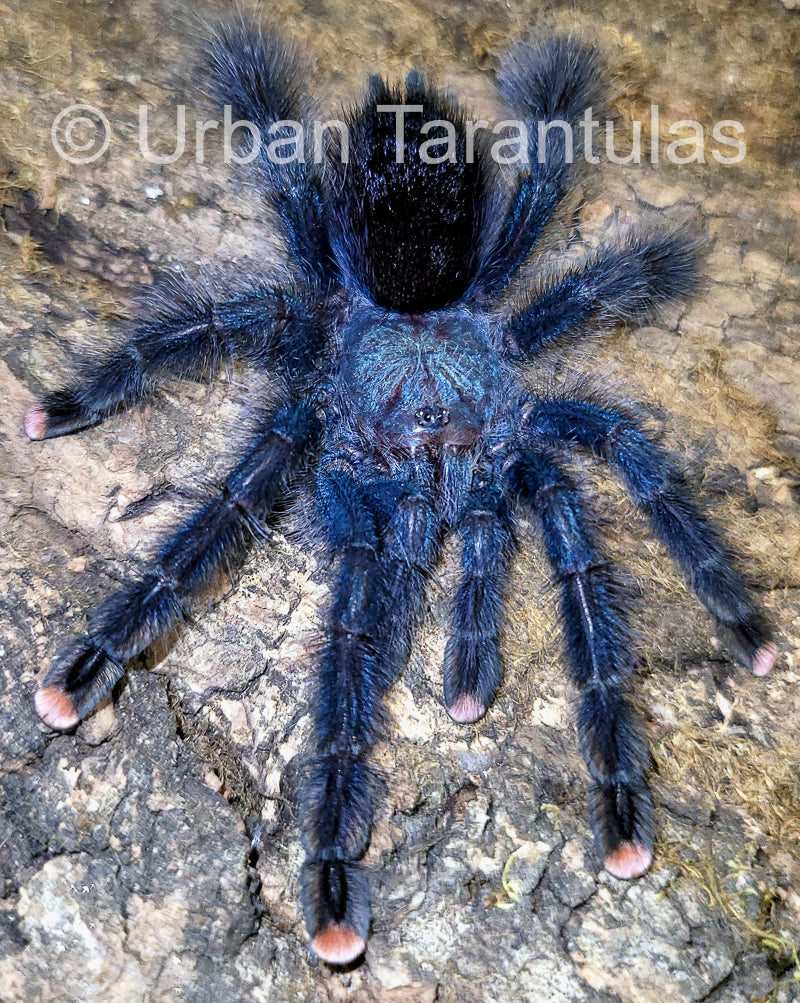Avicularia geroldi – Stunning Pinktoe Blue-Green Jewel Tarantula| Urban ...
