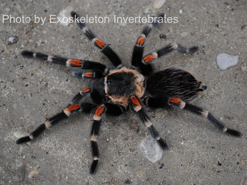 Brachypelma auratum - Mexican Flame Knee| Urban Tarantulas