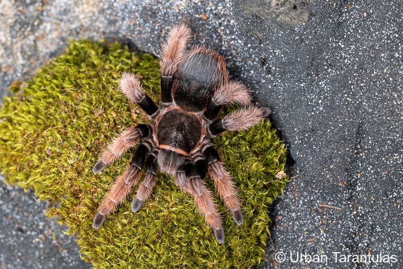 Brachypelma klaasi Tarantula | Mexican Pink Tarantula for Sale| Urban ...