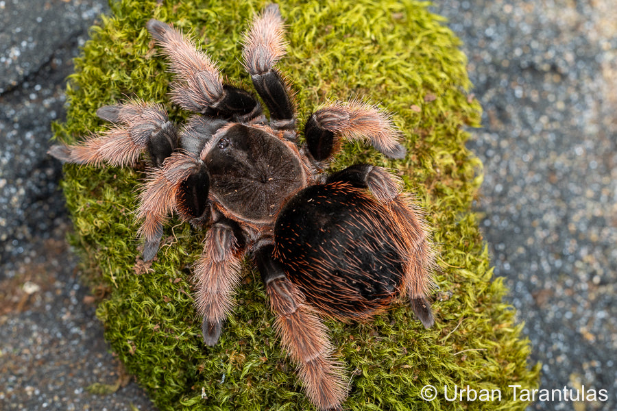 Brachypelma klaasi Tarantula | Mexican Pink Tarantula for Sale| Urban ...