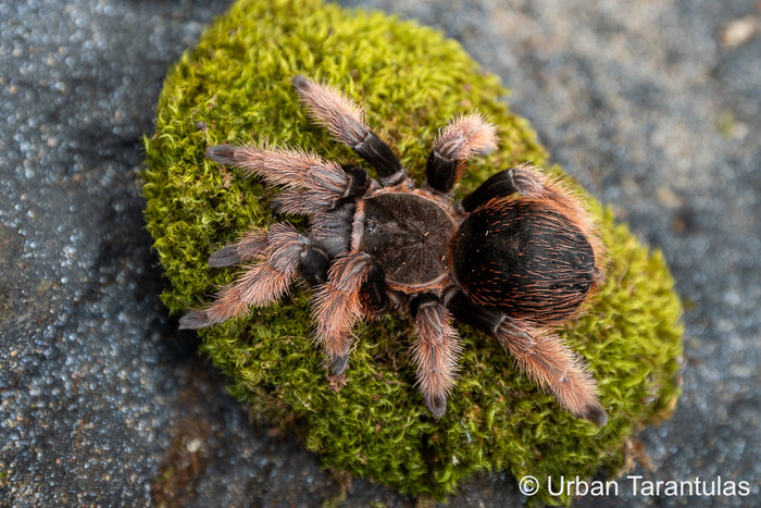 Brachypelma klaasi Tarantula | Mexican Pink Tarantula for Sale| Urban ...