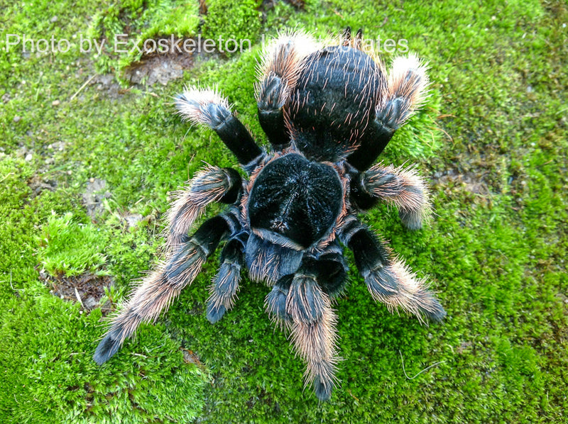 Brachypelma klaasi for Sale – Mexican Pink Tarantula (Captive Bred ...