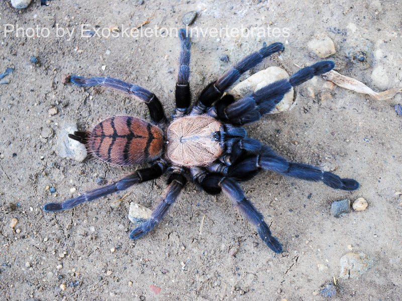 Chilobrachys fimbriatus - Indian Violet Tarantula| Urban Tarantulas