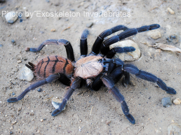Chilobrachys fimbriatus - Indian Violet Tarantula| Urban Tarantulas