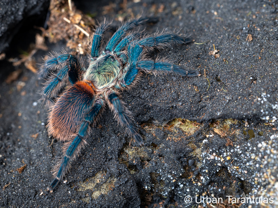 Dolichothele diamantinensis - Brazilian Blue Dwarf Beauty| Urban Tarantulas