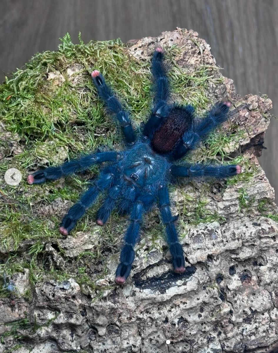 Avicularia geroldi – Stunning Pinktoe Blue-Green Jewel Tarantula| Urban ...