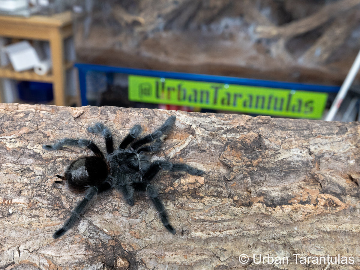 Grammostola actaeon For Sale | Brazilian Wooly Black Tarantula| Urban ...