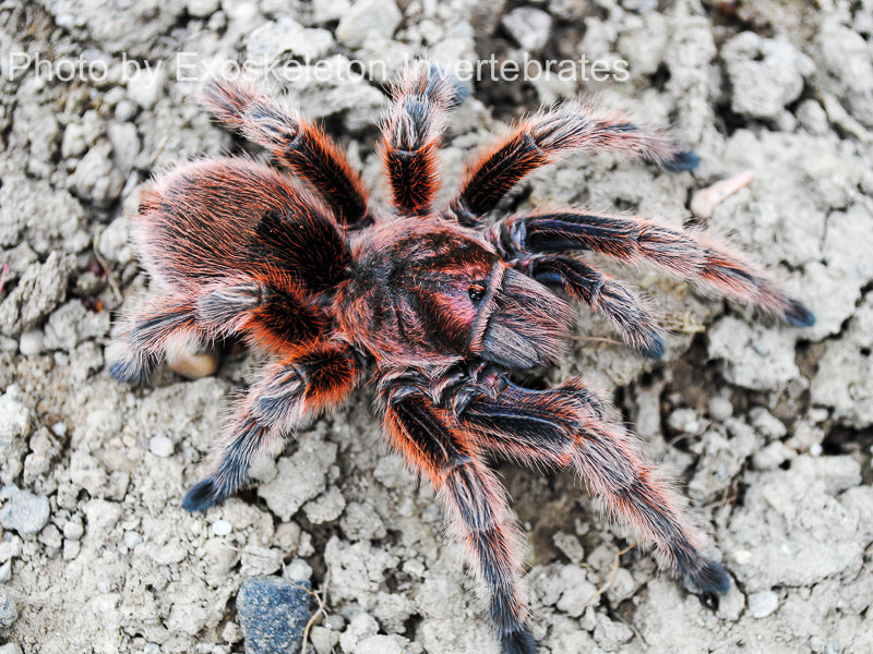 Buy Chilean Rose Hair Tarantula Red Color Form | Hardy & Docile Pet ...