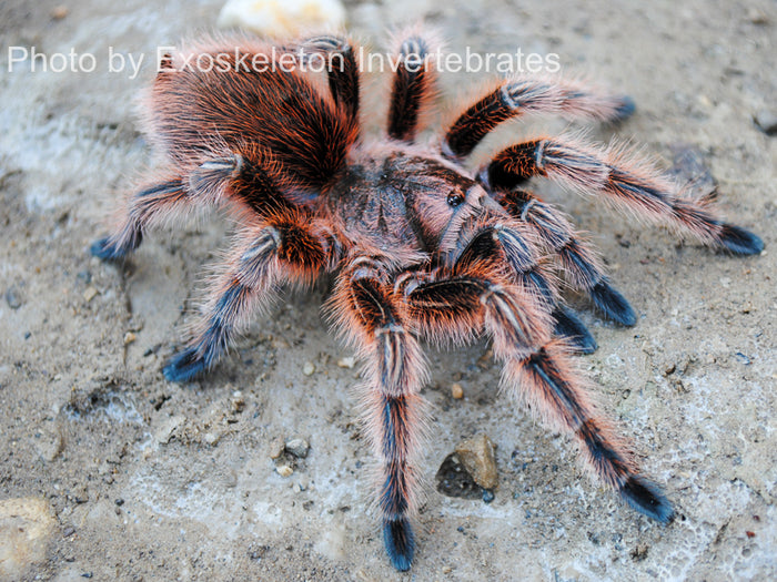 Buy Chilean Rose Hair Tarantula Red Color Form | Hardy & Docile Pet ...