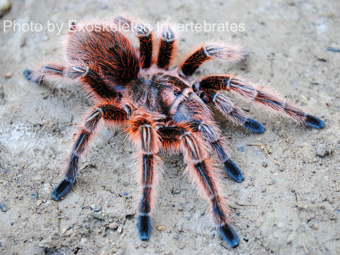 Buy Chilean Rose Hair Tarantula Red Color Form | Hardy & Docile Pet ...