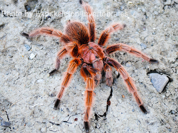 Buy Chilean Rose Hair Tarantula Red Color Form | Hardy & Docile Pet ...