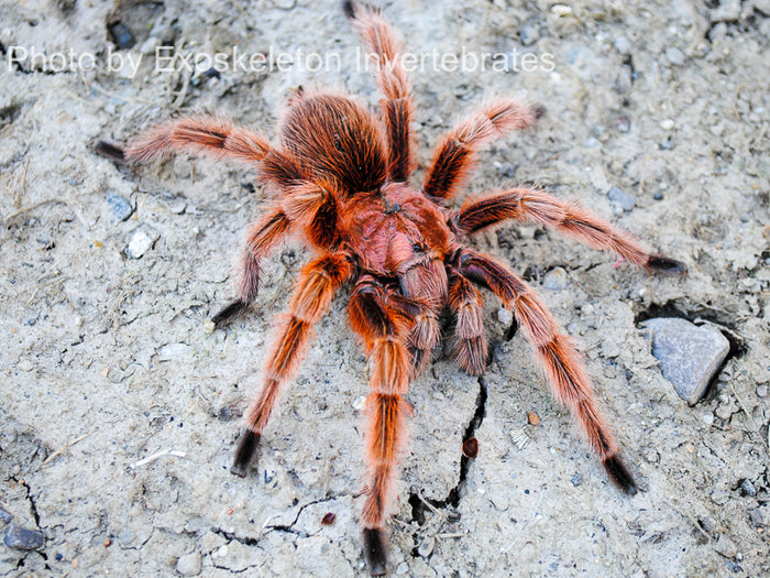 Buy Chilean Rose Hair Tarantula Red Color Form | Hardy & Docile Pet ...