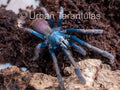 All Tarantulas w/ Inventory| Urban Tarantulas