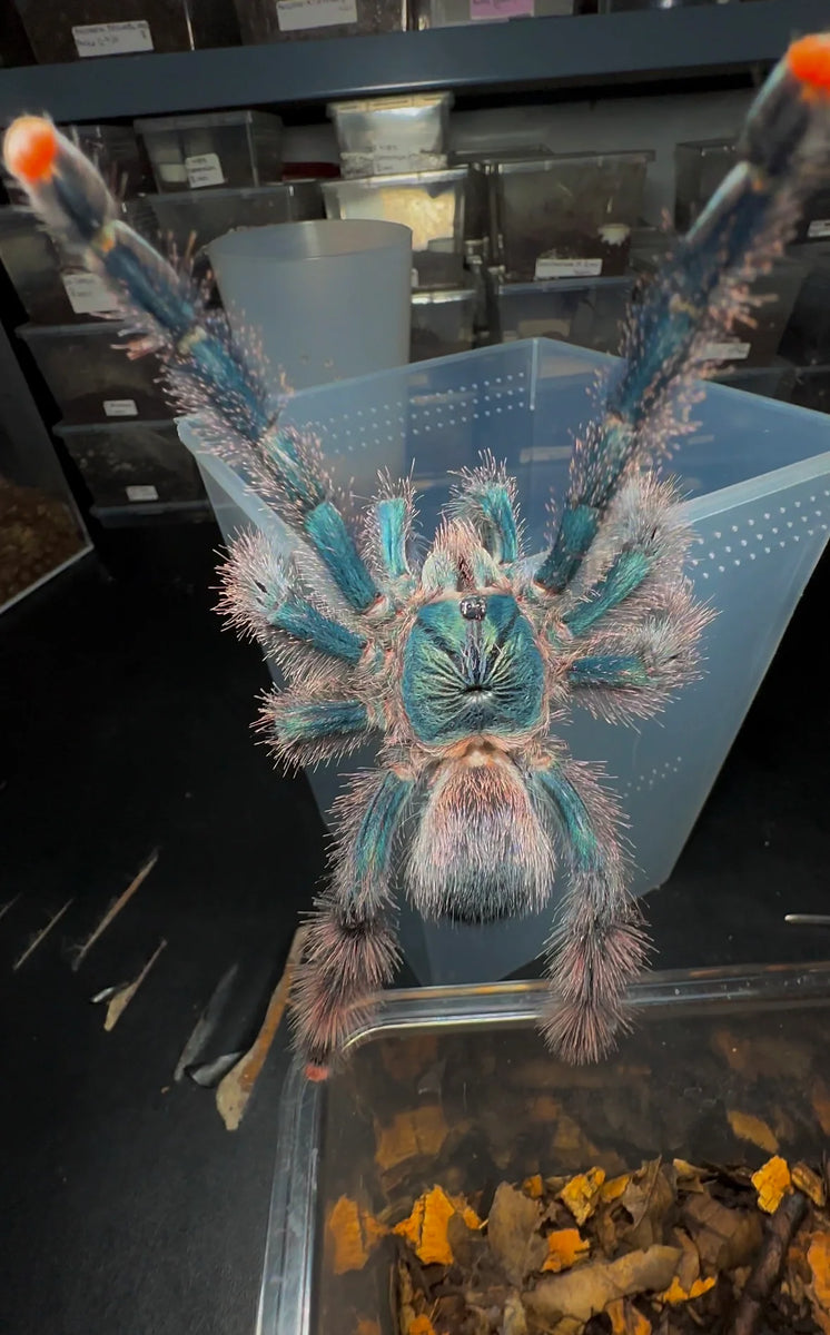 Avicularia braunshauseni Giant Pink Toe Tarantula – IN STOCK| Urban ...