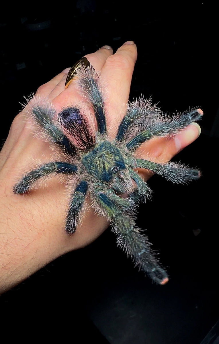 Avicularia urticans Green Pink-Toe Tarantula – IN STOCK| Urban Tarantulas