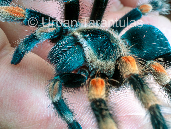 Buy Brachypelma hamorii – Stunning Mexican Red Knee Tarantula| Urban ...