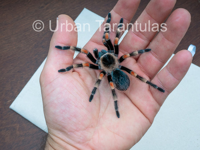 Buy Brachypelma hamorii – Stunning Mexican Red Knee Tarantula| Urban ...