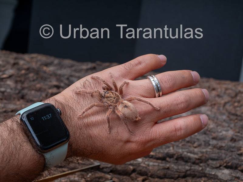 Neoholothele Incei Gold & Olive - Trinidad Olive Tarantula| Urban ...