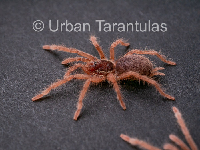 Neoholothele Incei Gold & Olive - Trinidad Olive Tarantula| Urban ...
