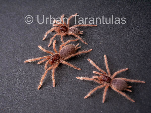 Neoholothele Incei Gold & Olive - Trinidad Olive Tarantula| Urban ...