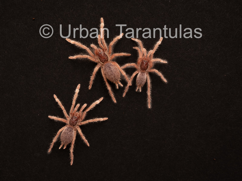 Neoholothele Incei Gold & Olive - Trinidad Olive Tarantula| Urban ...