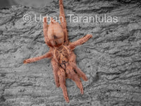Neoholothele Incei Gold & Olive - Trinidad Olive Tarantula| Urban ...