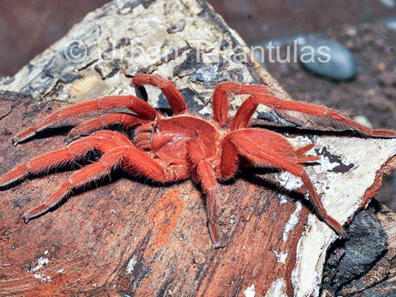 Orphnaecus philippinus - Philippine Tangerine Tarantula| Urban Tarantulas