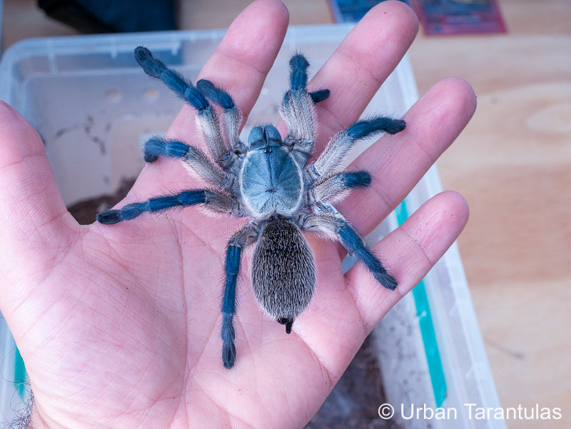 All Tarantulas w/ Inventory| Urban Tarantulas