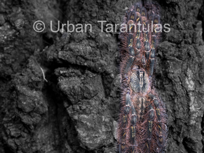 Poecilotheria Rufilata - Red Slate Ornamental Tarantula| Urban Tarantulas