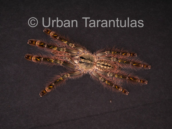 Poecilotheria Rufilata - Red Slate Ornamental Tarantula| Urban Tarantulas