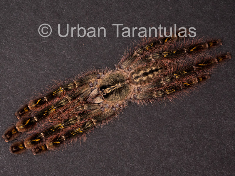 Poecilotheria Rufilata - Red Slate Ornamental Tarantula| Urban Tarantulas