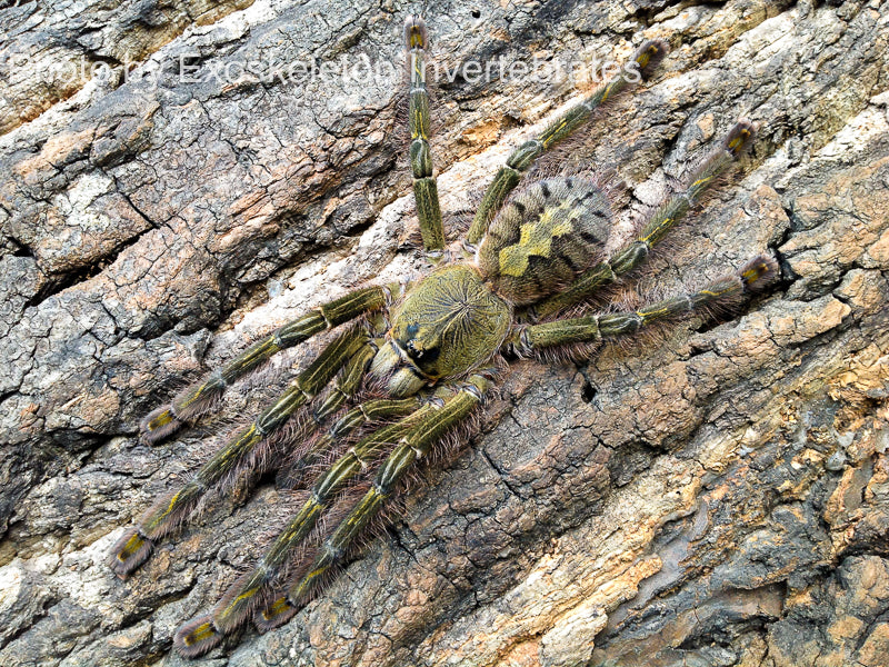 Buy Poecilotheria rufilata – Rare Red Slate Ornamental Tarantula| Urban ...