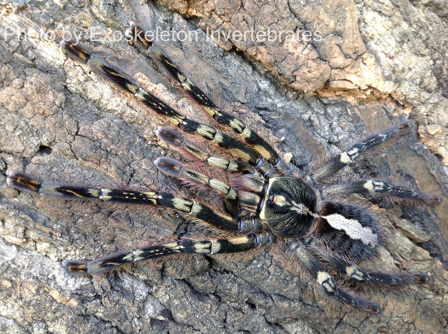 Poecilotheria ornata -Fringed Ornamental Tarantula| Urban Tarantulas