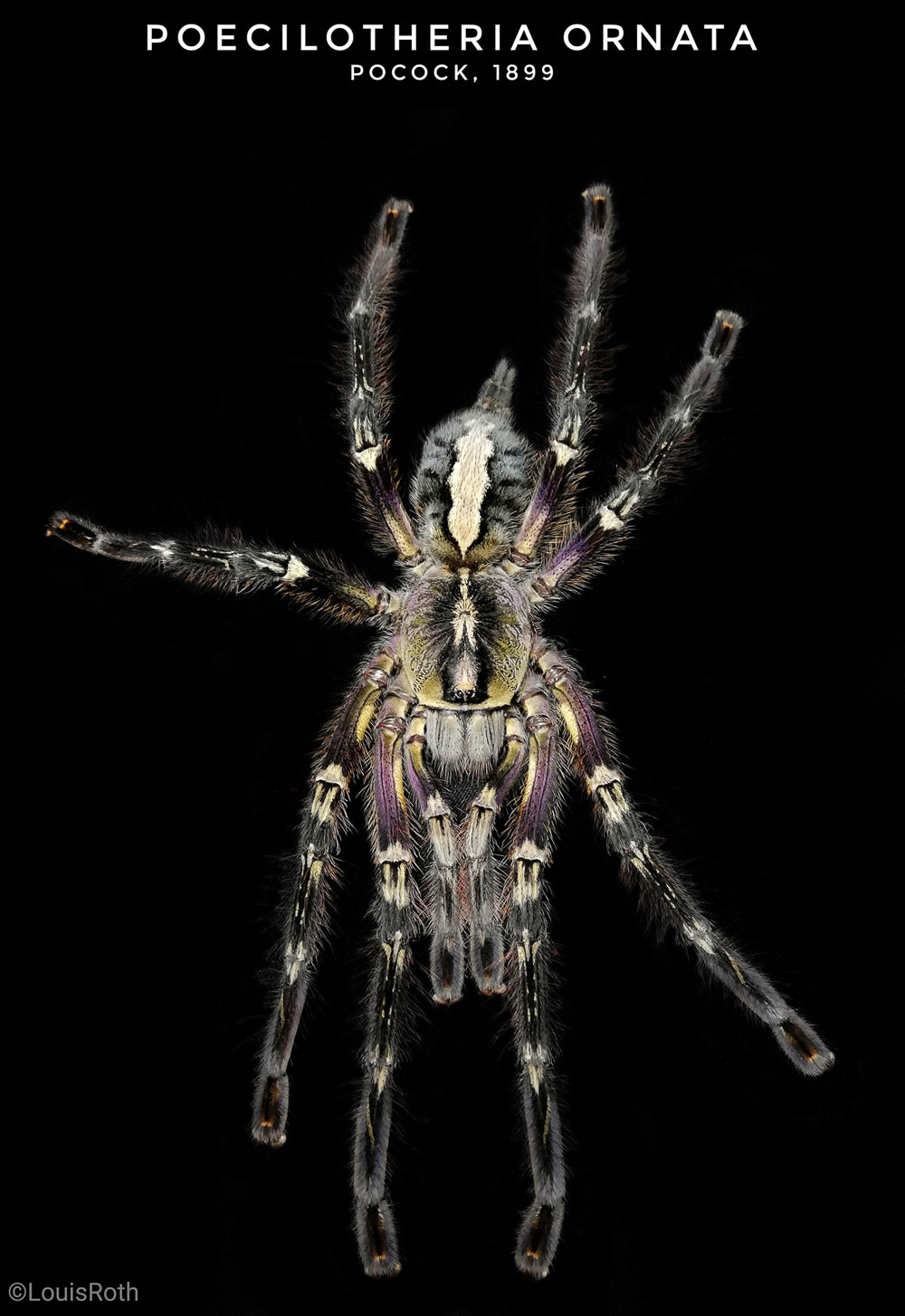Poecilotheria ornata -Fringed Ornamental Tarantula| Urban Tarantulas