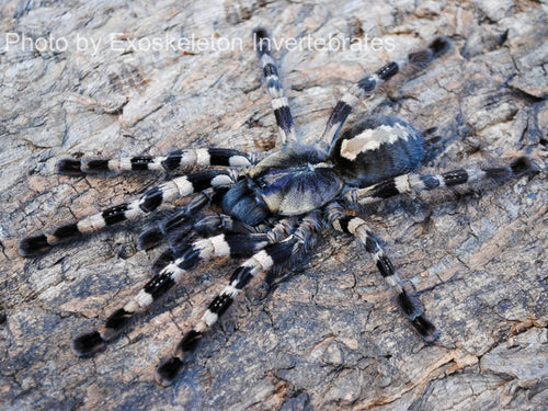 Buy Poecilotheria tigrinawesseli – Rare Wessel's Ornamental Tarantula ...