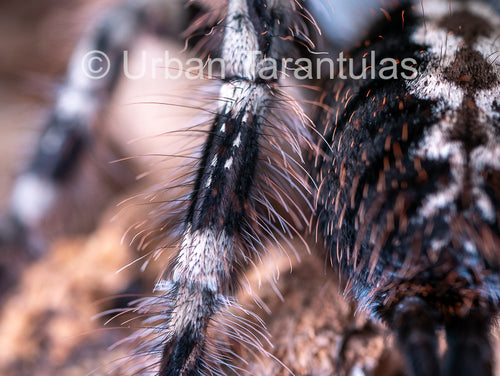 Poecilotheria miranda - Bengal Spotted Ornamental Tarantula| Urban ...