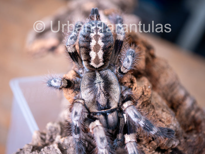 Poecilotheria miranda - Bengal Spotted Ornamental Tarantula| Urban ...