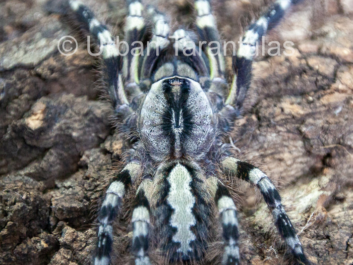 Poecilotheria regalis - Indian Ornamental Tarantula| Urban Tarantulas