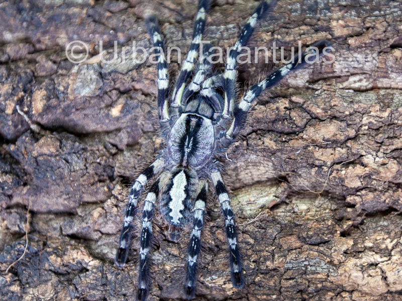 Poecilotheria regalis - Indian Ornamental Tarantula| Urban Tarantulas