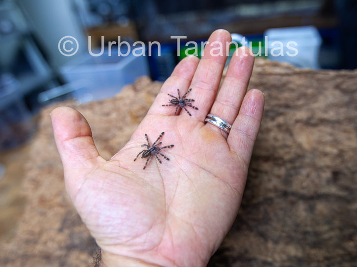Poecilotheria regalis - Indian Ornamental Tarantula| Urban Tarantulas